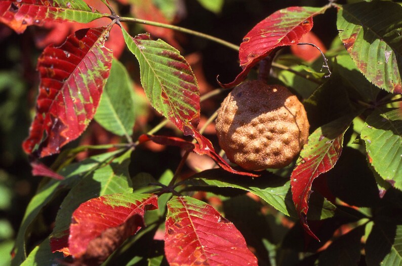 10 BUCKEYE Tree Seeds Ohio State Buckeyes Trees Fresh Seed - Etsy