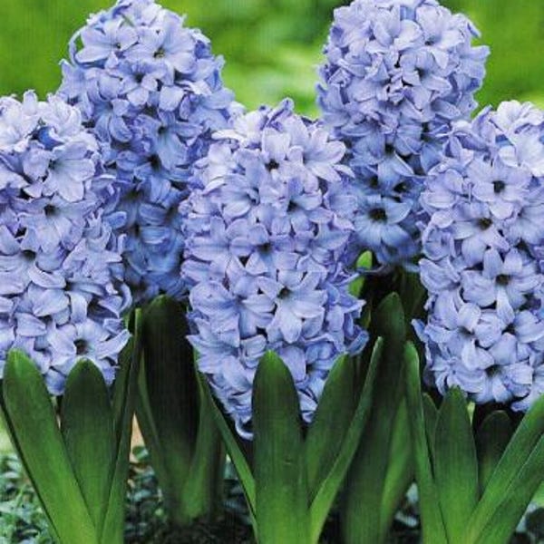 Hyacinth Blue - Etsy