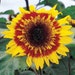 The Joker Double Sunflower Seeds Rare Sun Flower Seeds - Etsy