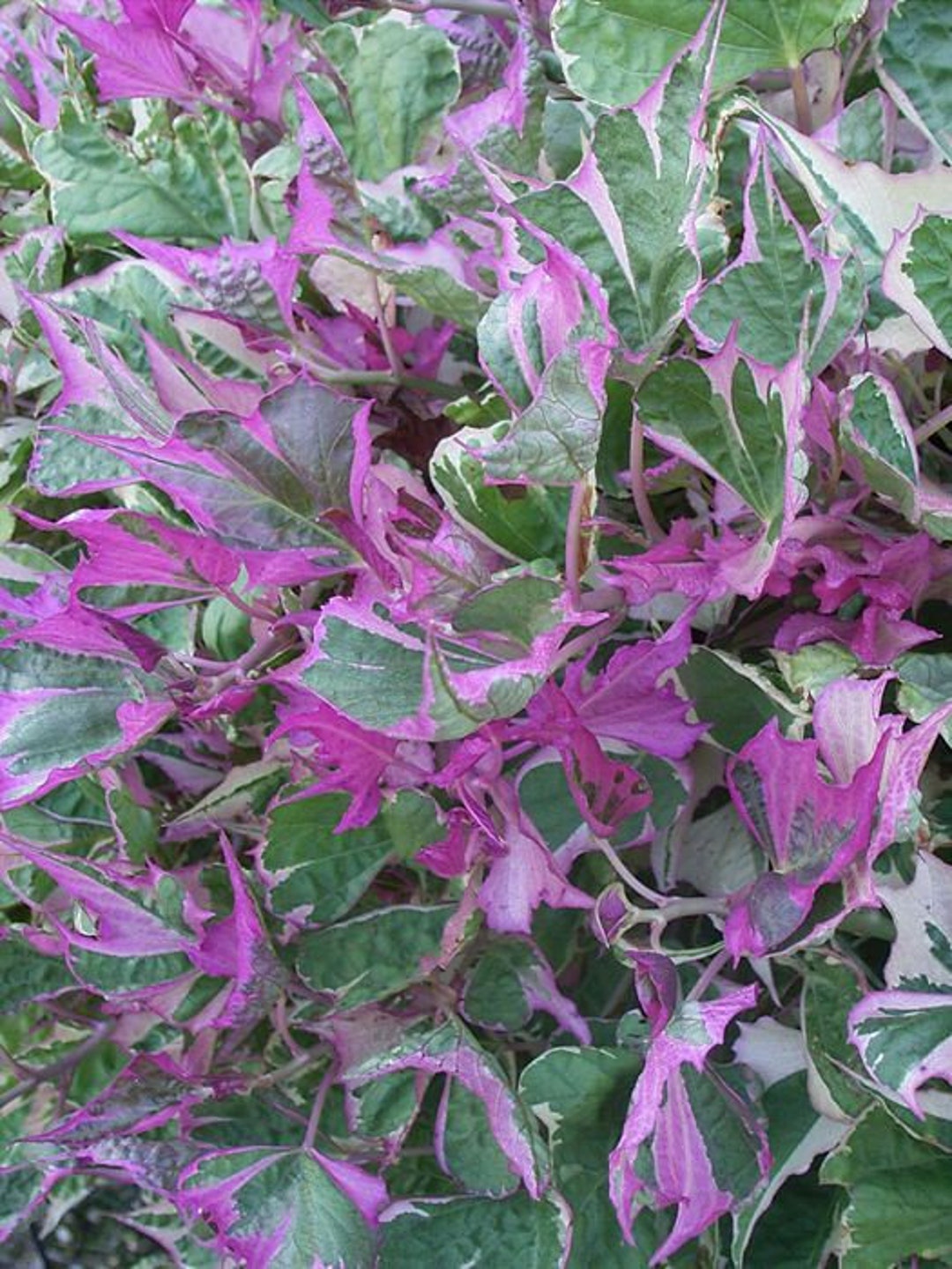 SPRING SALE - Tricolor Sweet Potato Vine Live Plants - Etsy