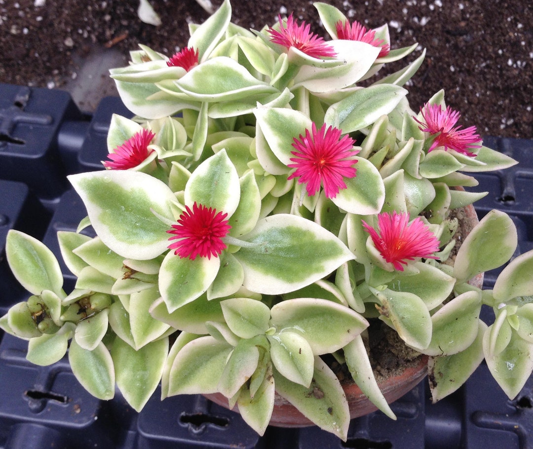 RED Baby Sun Rose Houseplants Live Plant in Pot Red Star Succulent ...
