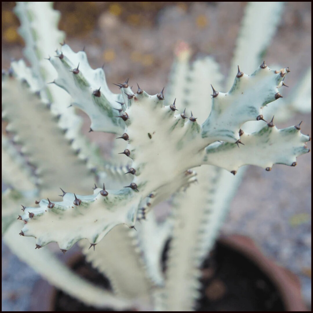 White Ghost Variegated Cactus Cuttings Dragon Bones Succulents Live ...