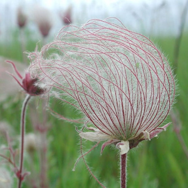 Prairie Smoke Flower - Etsy