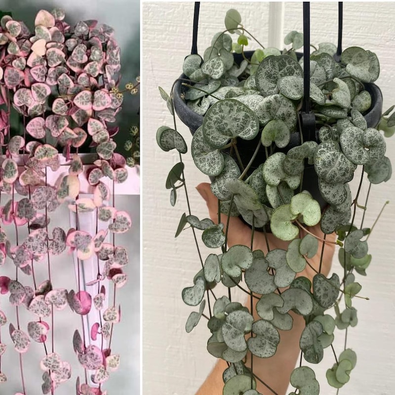 Live Plant String of Things - Etsy