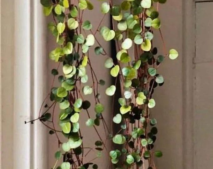 Ruby Cascade Peperomia Plant House Plant 2.5" X 4" in Pot Indoor Live ...