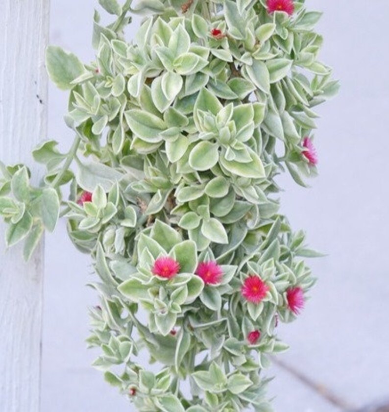 RED Baby Sun Rose Houseplants Live Plant in Pot Red Star - Etsy