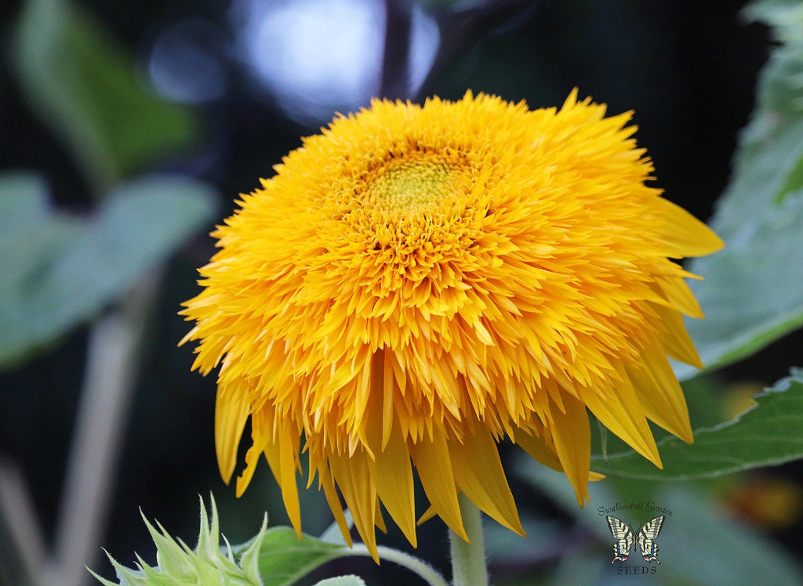 Golden Cheer Double Sunflower Seeds Teddy Bear Rare Sun Flower Seeds - Etsy