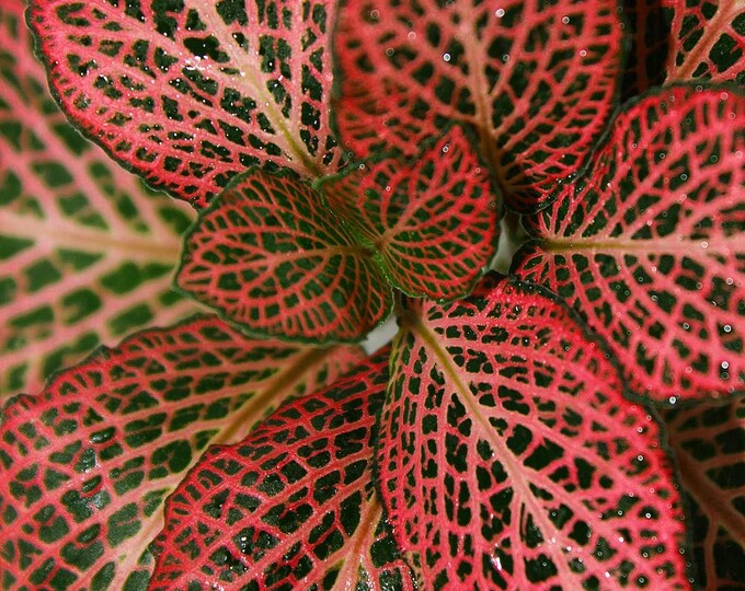 Red Nerve Plant Plant Live in Pot Perfect Gift House Plant Low Light ...