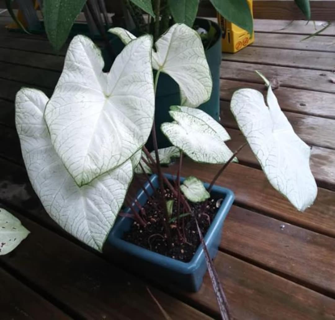 Florida Moonlight Caladium Plant Houseplants Live Plants House Plant ...