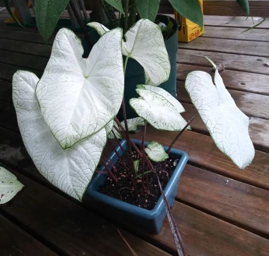 Florida Moonlight Caladium Plant Houseplants Live Plants House - Etsy