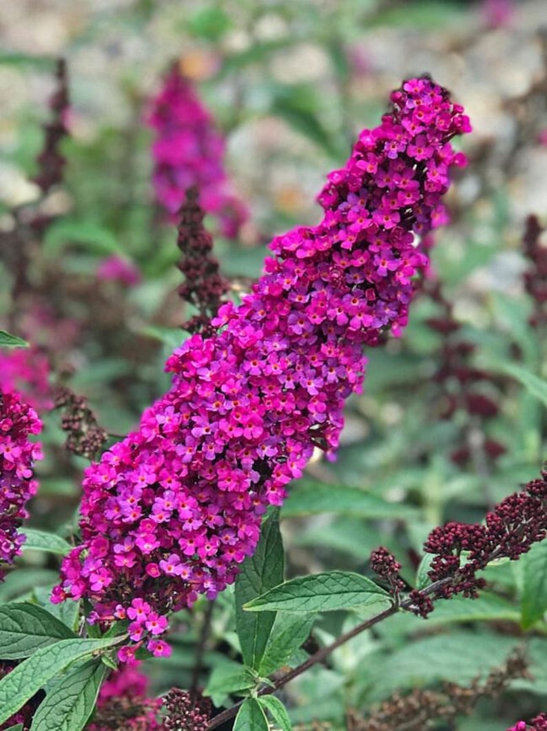 SPRING SALE - Hot Raspberry Butterfly Bush Lilac Shrub Live Plant - Etsy