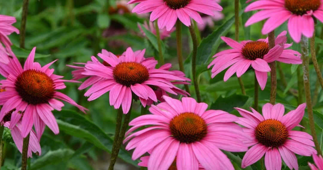 Pink Ruby Star Echinacea Flowers Perennial Live Plant Summer Spring ...