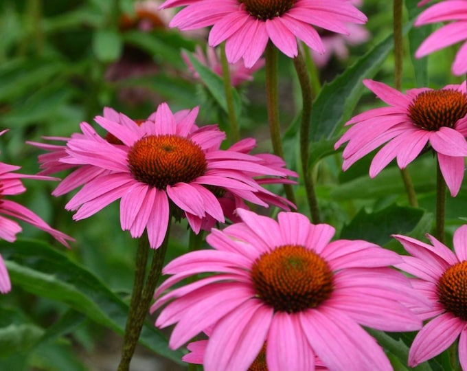 Pink Ruby Star Echinacea Flowers Perennial Live Plant Summer Spring ...