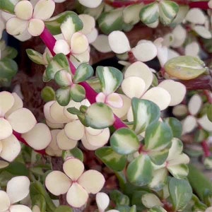SPRING SALE - Pink Variegated Elephant Bush Succulents Partulacaria ...