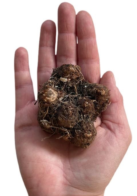 June Bride Caladium Plant Houseplants Live Plants House Plant - Etsy