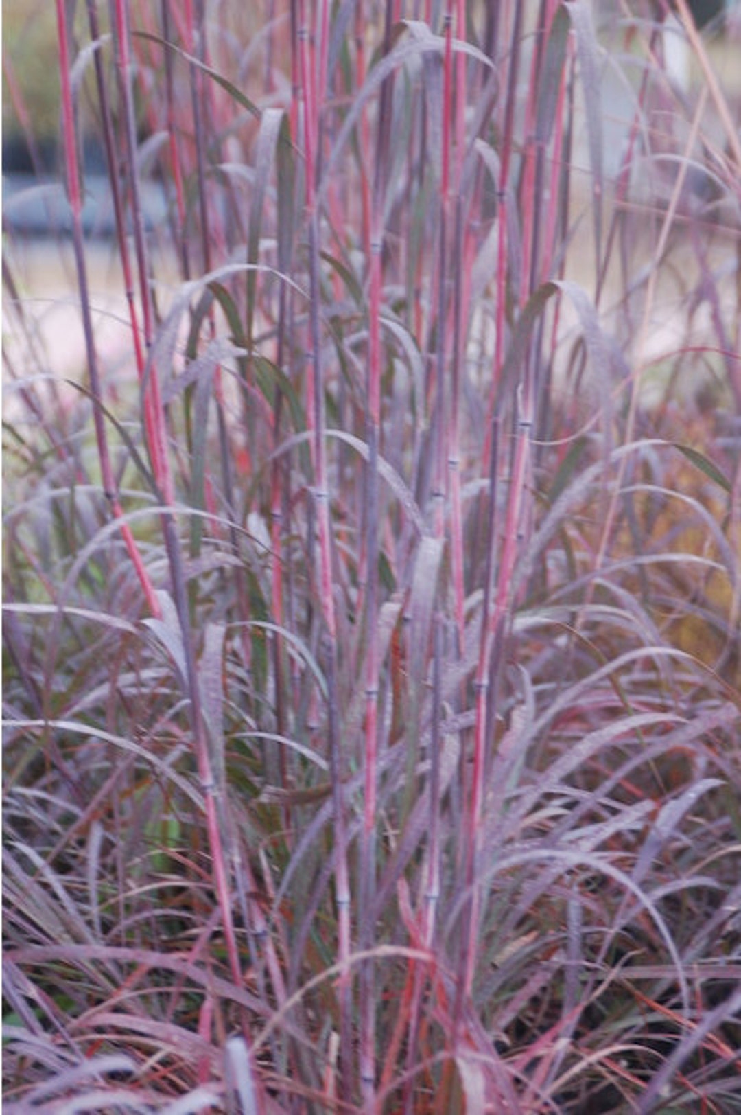 Holy Smoke Grass Andropogon Gerardii Perennial Ornamental 1 Live Plant ...