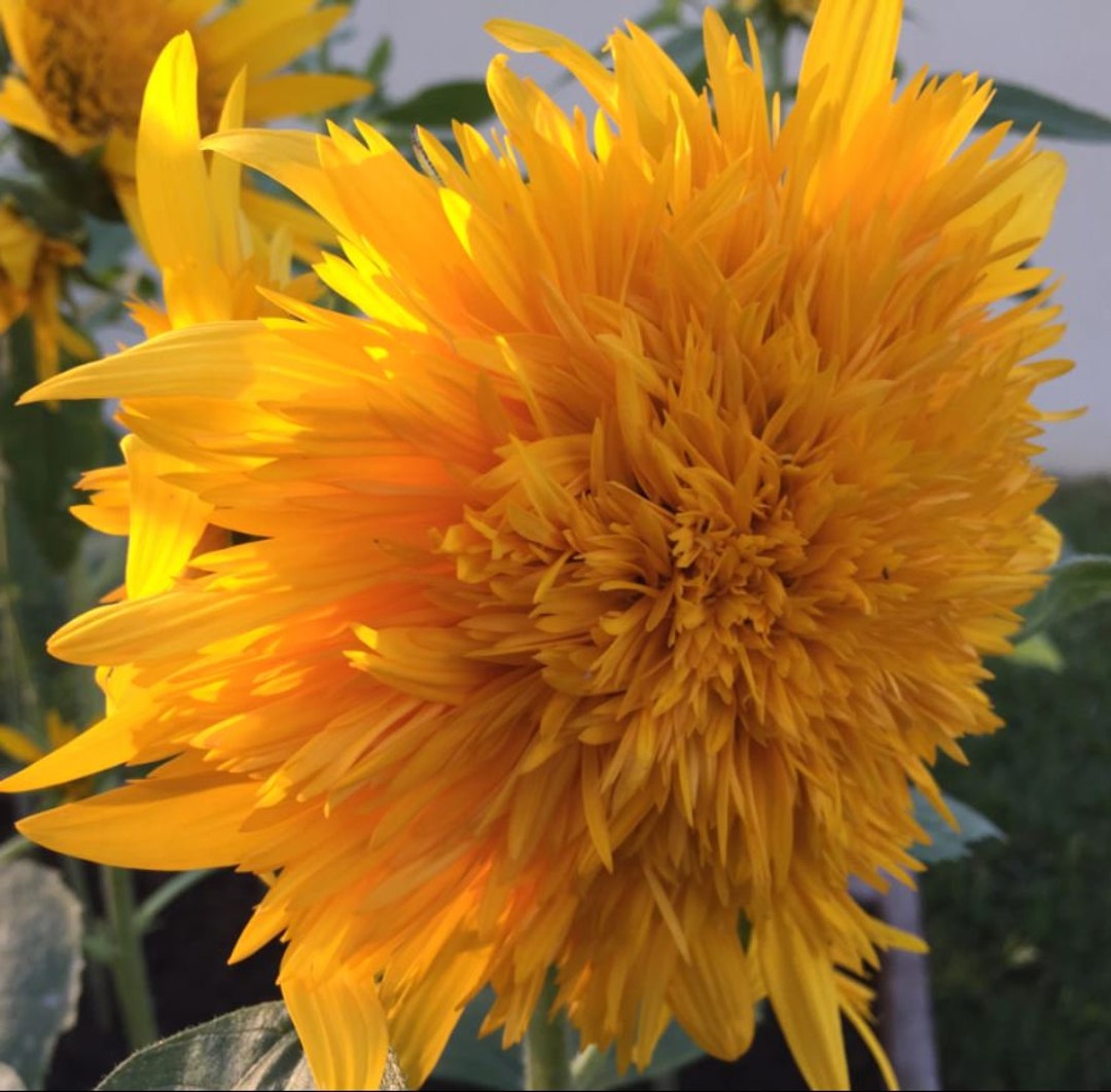 Golden Cheer Double Sunflower Seeds Teddy Bear Rare Sun Flower Seeds - Etsy