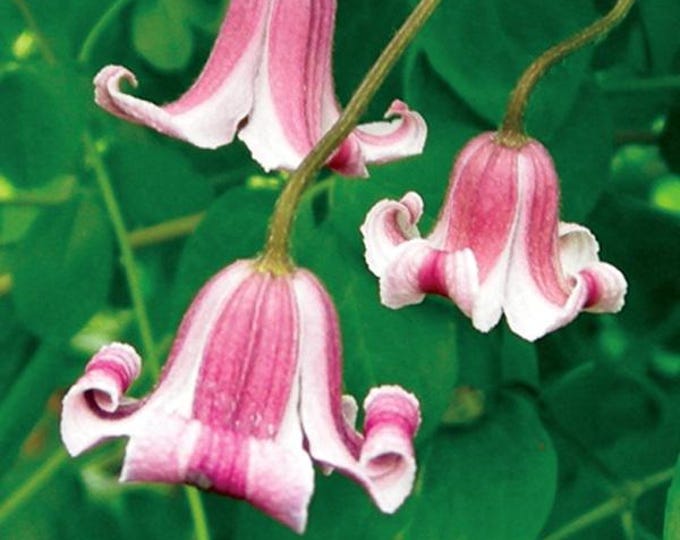 Texas Etoile Rose Pink Bells Clematis Bloom Pink Light Pink White Vine ...