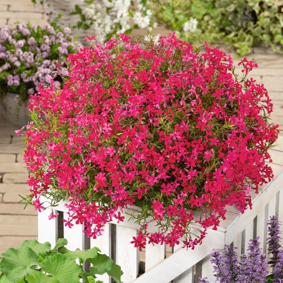 Red Creeping Phlox