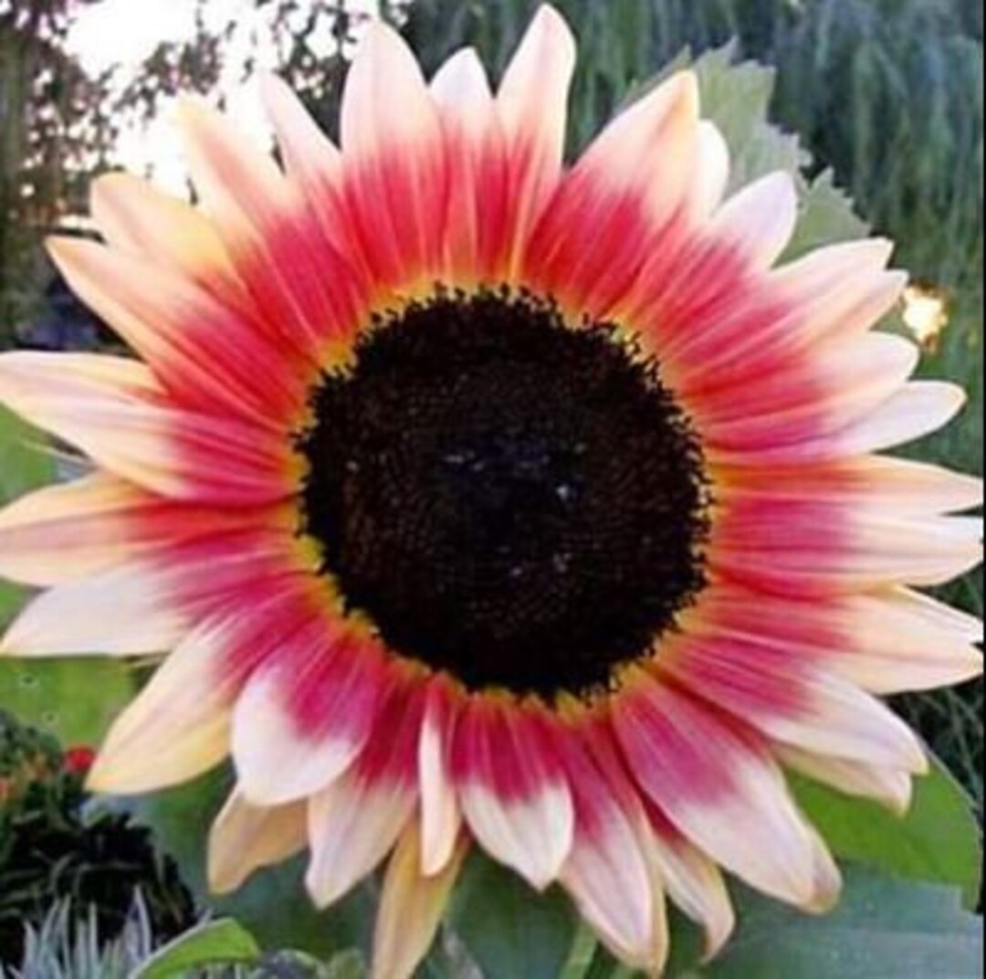 Tricolor Gypsy Charmer Sunflower Seeds Rare Sun Flower Seeds Unique ...