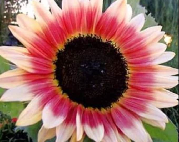 Tricolor Gypsy Charmer Sunflower Seeds Rare Sun Flower Seeds - Etsy