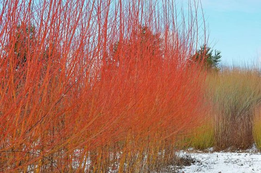 SPRING SALE - Orange Flame Willow LIVE Plant Shade Salix Bush Tree ...