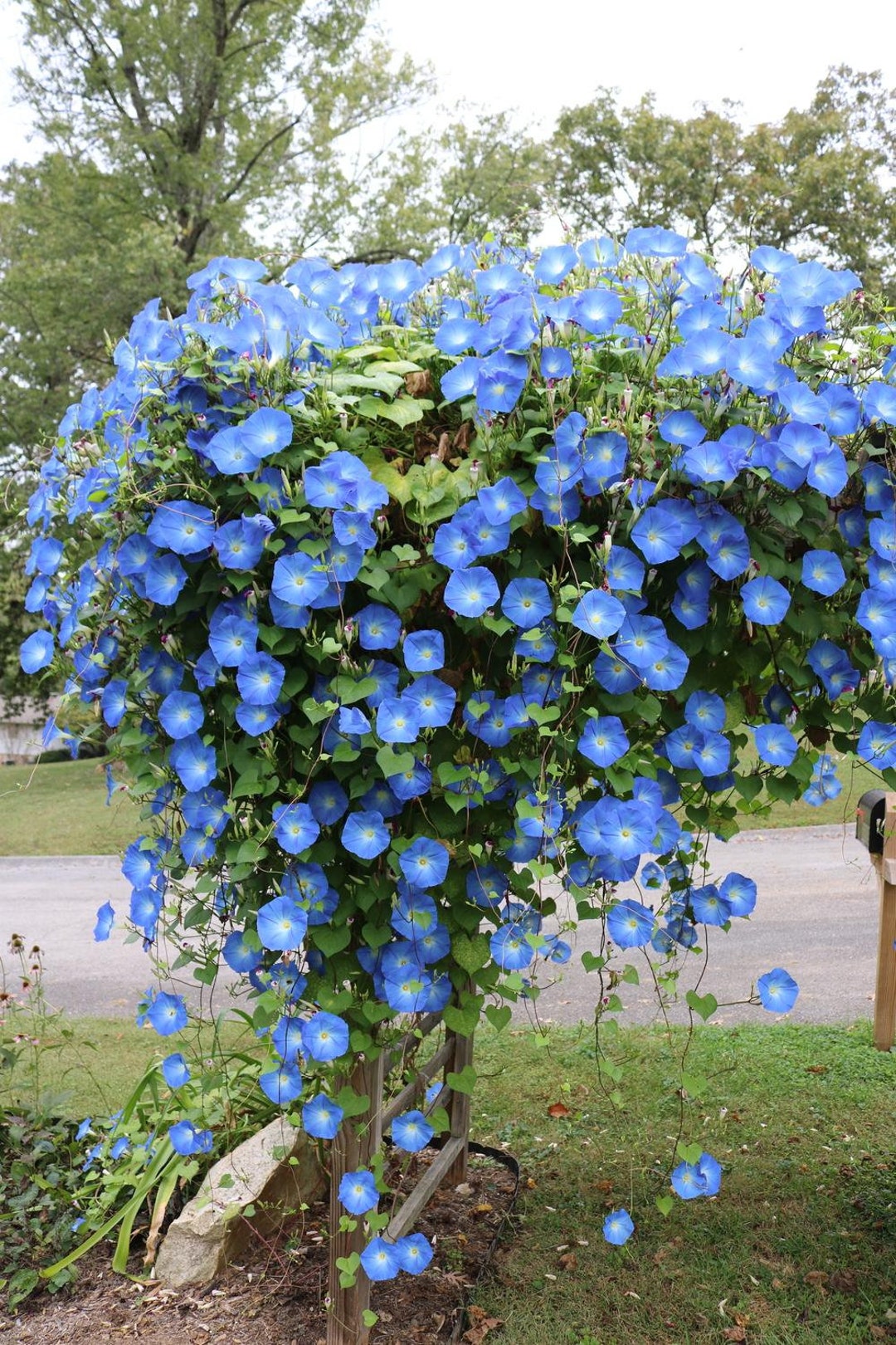 Heavenly Blue Morning Glory Vine Live Plants Flowers House Plant ...