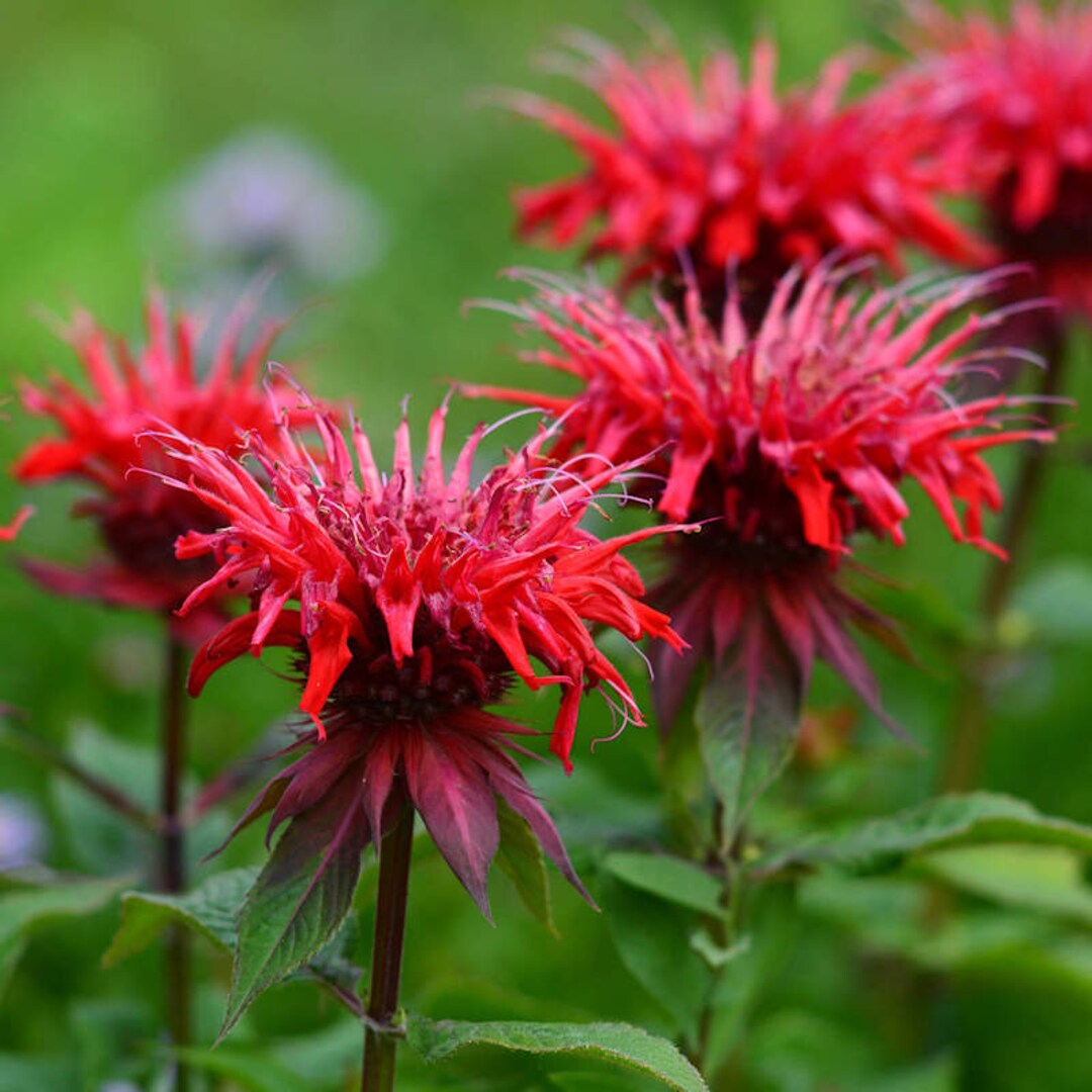 Red Scarlet Bee Balm Flowers Perennial Live Plant Summer Spring Flower ...