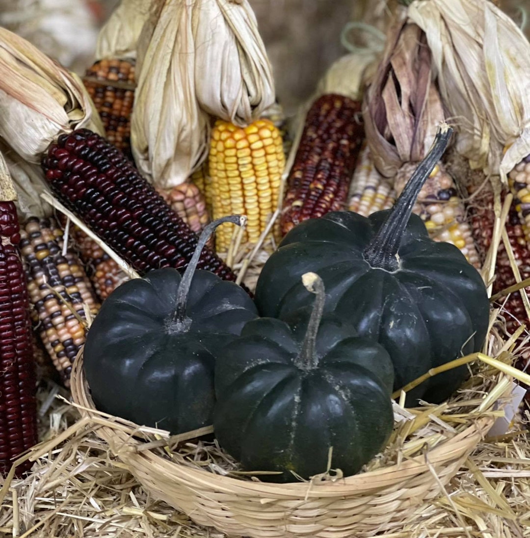 Mini Black Kat Pumpkin Seeds Gourd Non GMO Heirloom Vegetable for ...