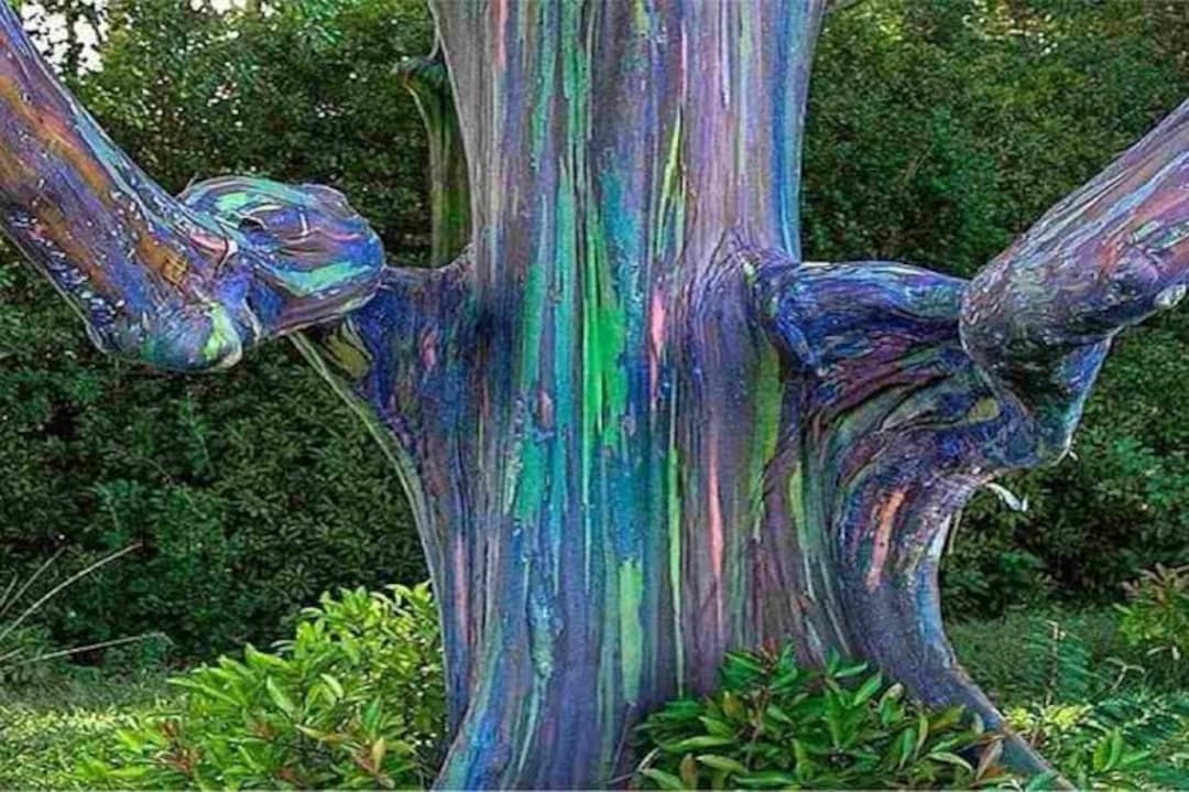 SUPER SALE - 1-2 Feet Tall Rainbow Eucalyptus Tree Live Plant Seedling ...