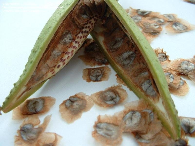 50 Trumpet Vine Seeds Rare Flowers Fast Growing Plants - Etsy