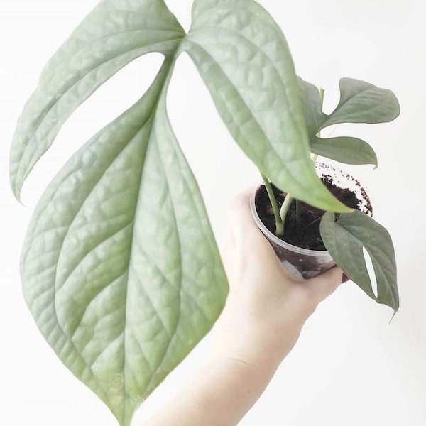 Spider Man Monstera Starter - Etsy