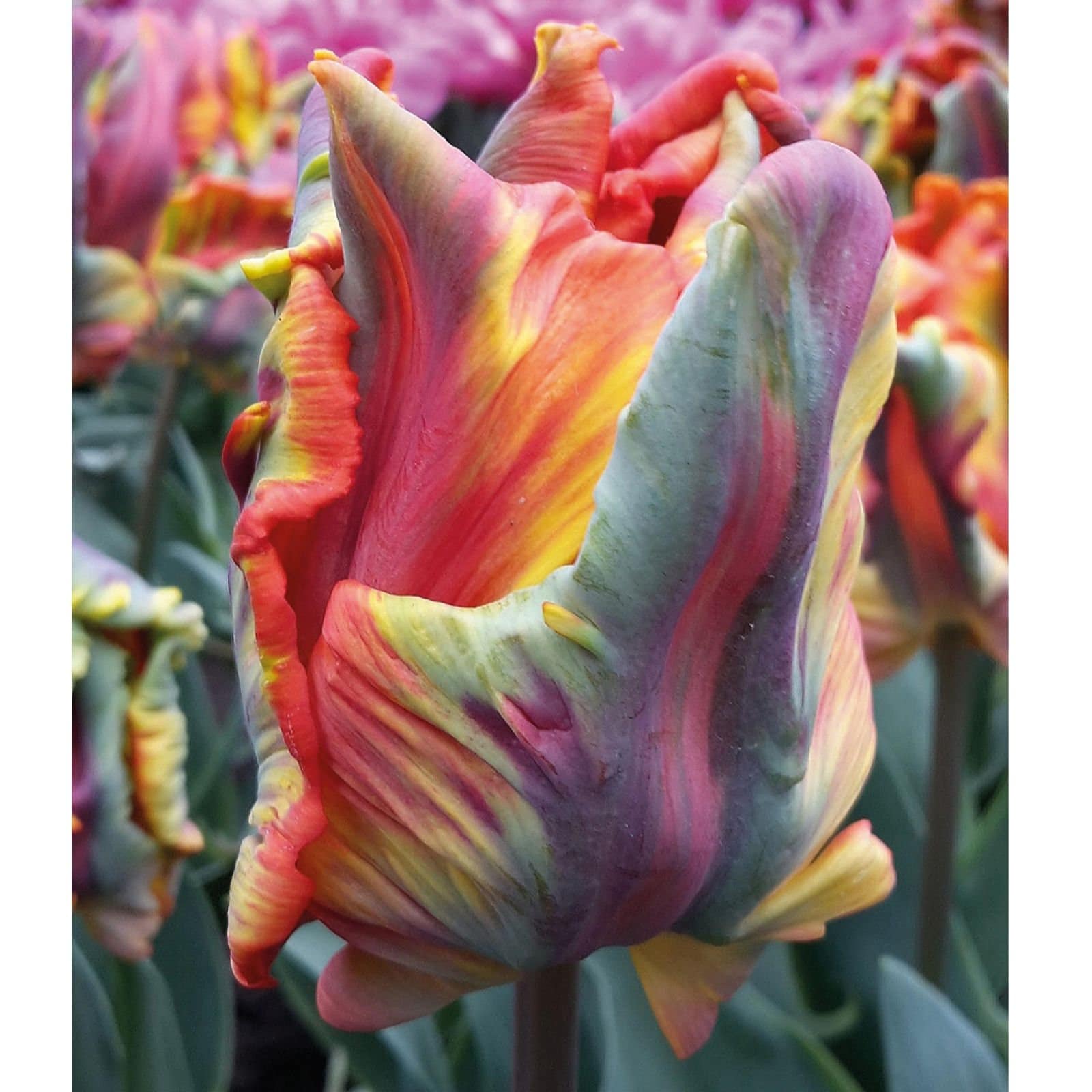 Rainbow Parrot Tulips Flower Bulbs Bold Flowers Live Plants - Etsy