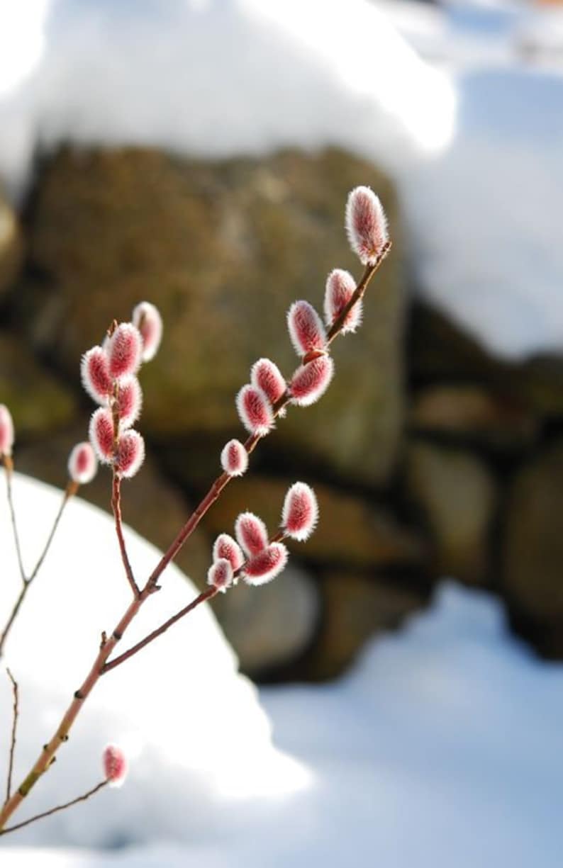PINK Pussy Willow Cuttings Plants Japanese Mt Aso Plant LIVE - Etsy