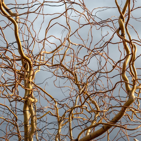 Curly Willow Branch - Etsy