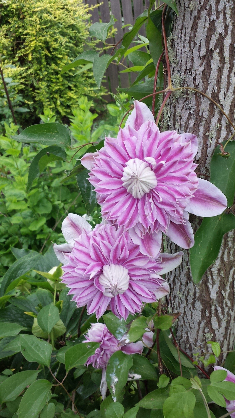 Clematis Proteus Vine Live Plants Flowers House Plant Perennial - Etsy