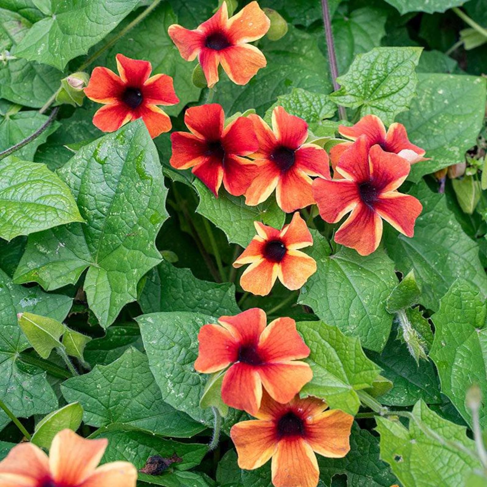 SPRING SALE - Amber Stripes Black Eyed Susan Vine Live Plants Flowers ...