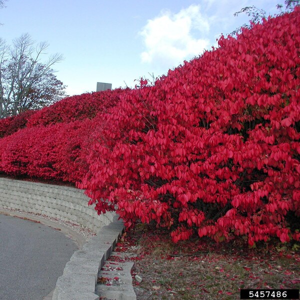 Burning Bush Plant - Etsy