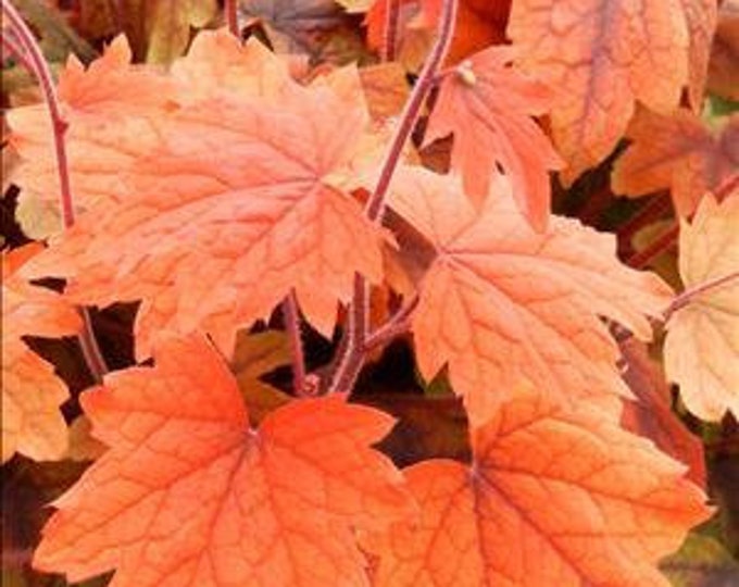 Sweet Tea Heuchera Flowers Perennial Plants Live Plant Summer Spring ...