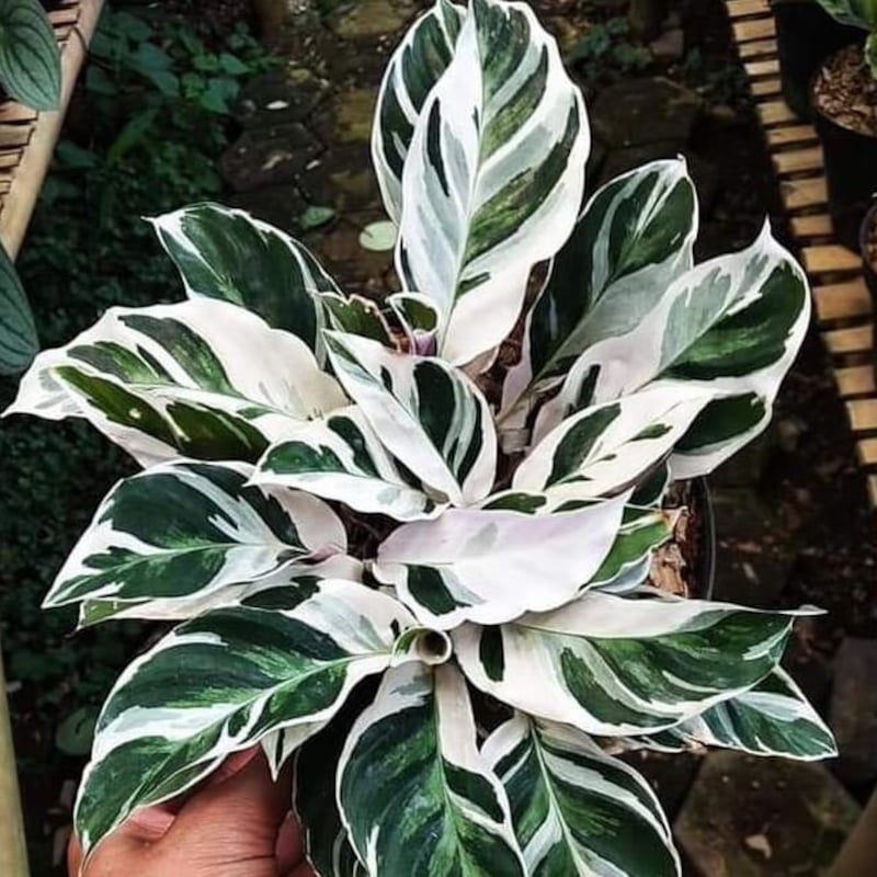 Calathea - Etsy