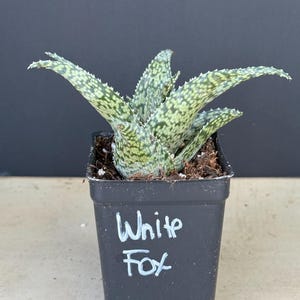 White Fox Aloe Succulents Plant Gift for Her Him Rare White on the ...