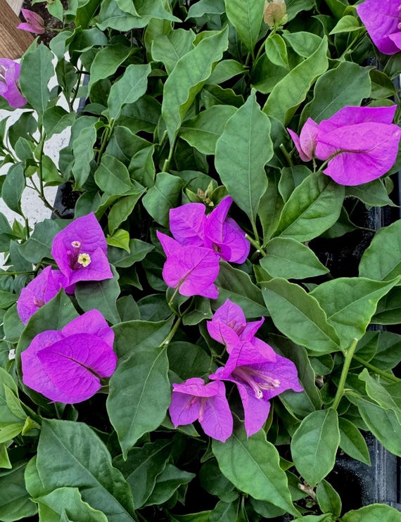 Planta De Cobertura Del Suelo De Enredadera Morada Plantas Cubre