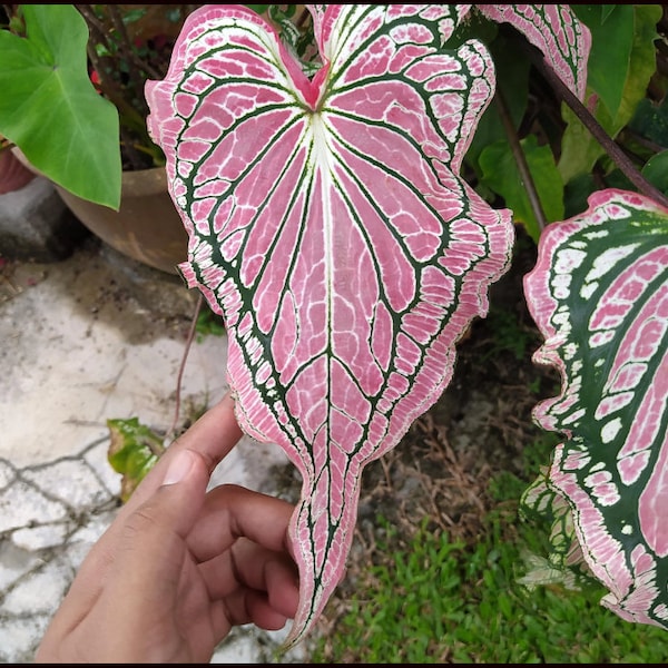 Caladium Bulbs - Etsy