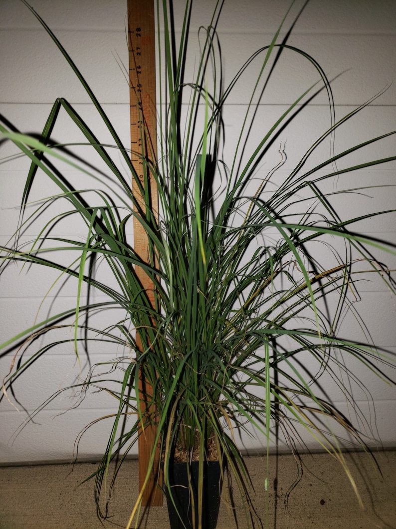 THREE 3 FIRE DRAGON Grass sinensis Perennial Ornamental 1 | Etsy