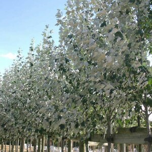 White Silver Poplar Tree 1 Live Plant Great Year Round Color | Etsy