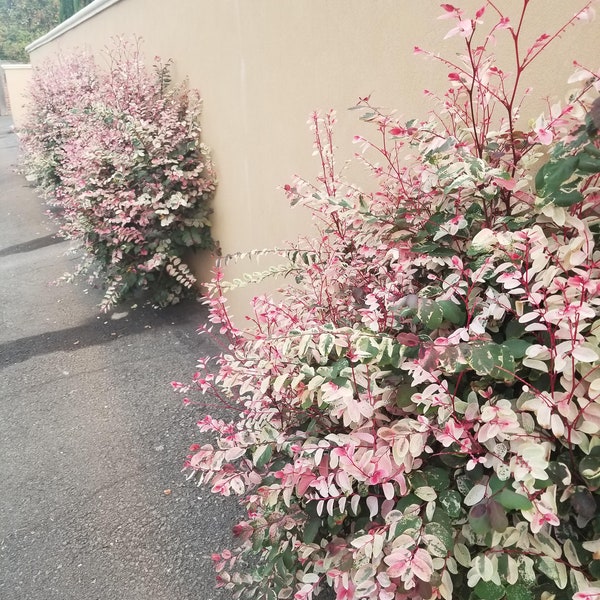 Pink Elephant Bush - Etsy