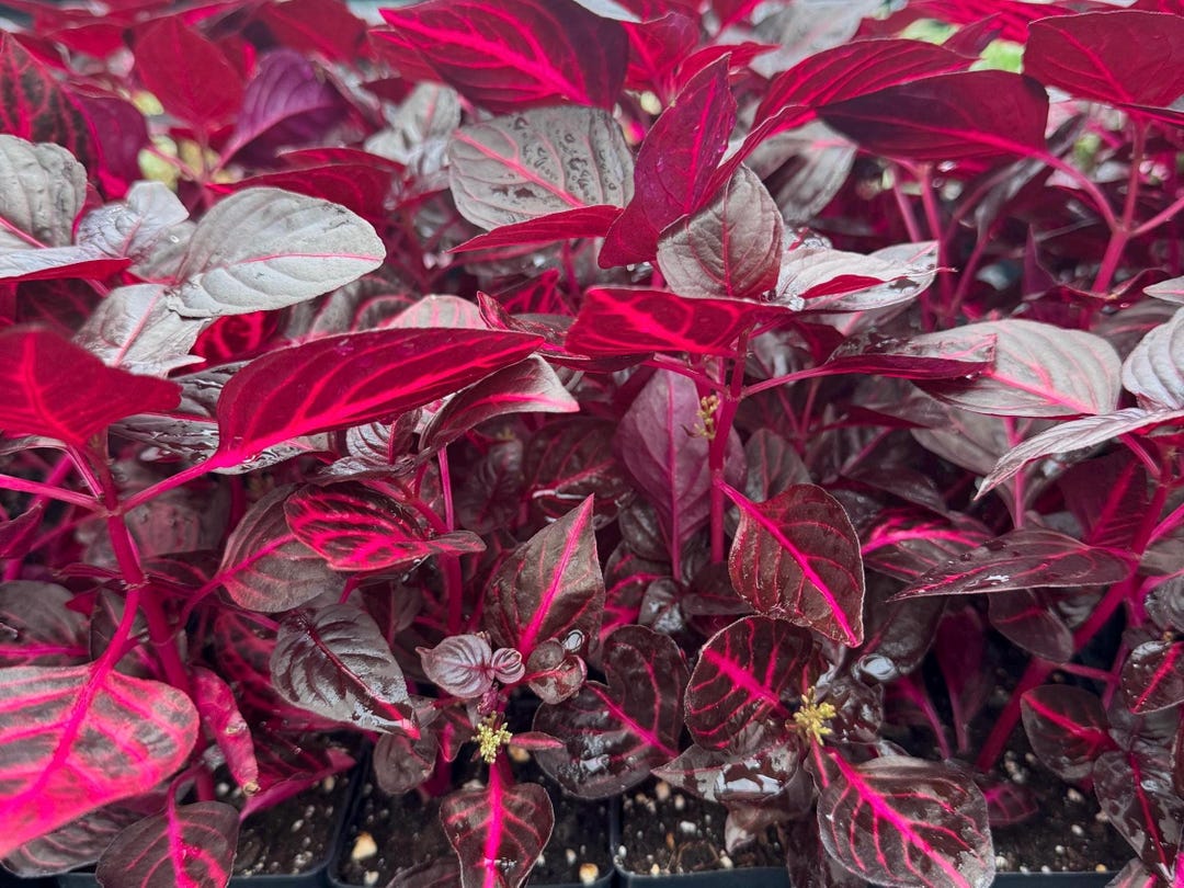 SUPER SALE - Bloodleaf Iresine RED Houseplants Live Plant in Pot Indoor ...