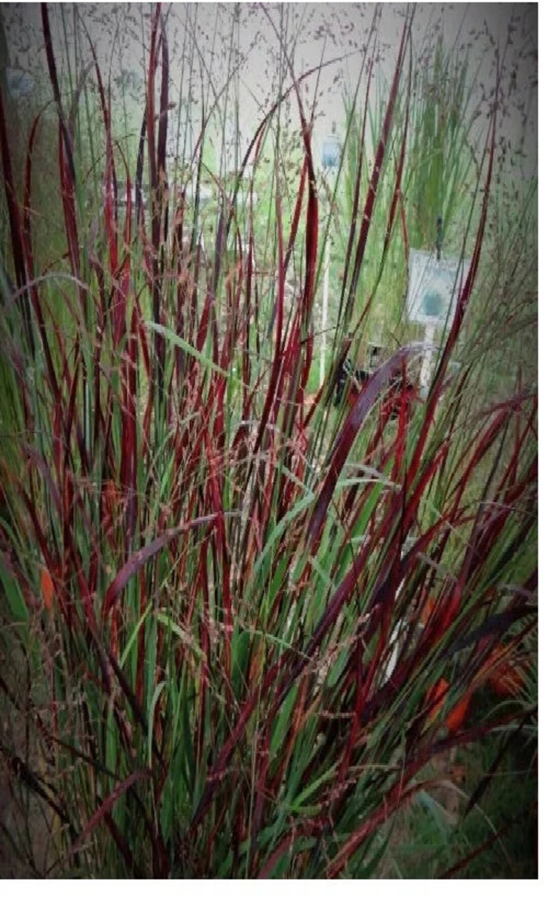 SUPER SALE Red Switch Grass Tall Grows 4' Feet Perennial Ornamental 1 ...