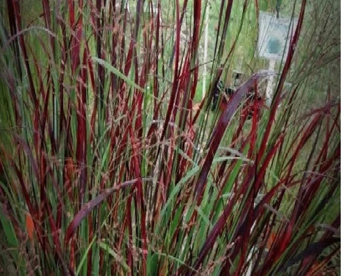 SUPER SALE Red Switch Grass Tall Grows 4' Feet Perennial Ornamental 1 ...