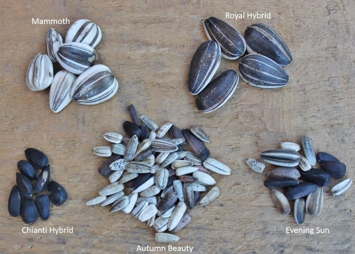 Sunfill Purple Sunflower Seeds Pro Cut Sun Flower Seeds - Etsy